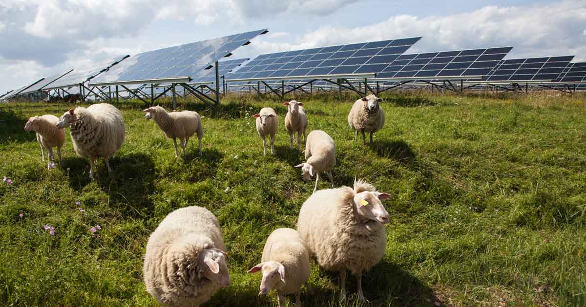 RWE launches Tween Bridge Solar Farm statutory consultation