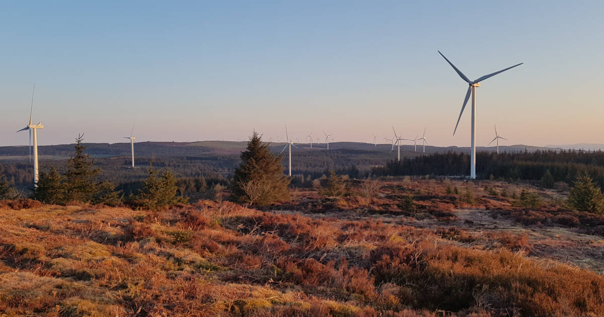 RWE's Pioneering Initiative to Boost Biodiversity for Pollinators